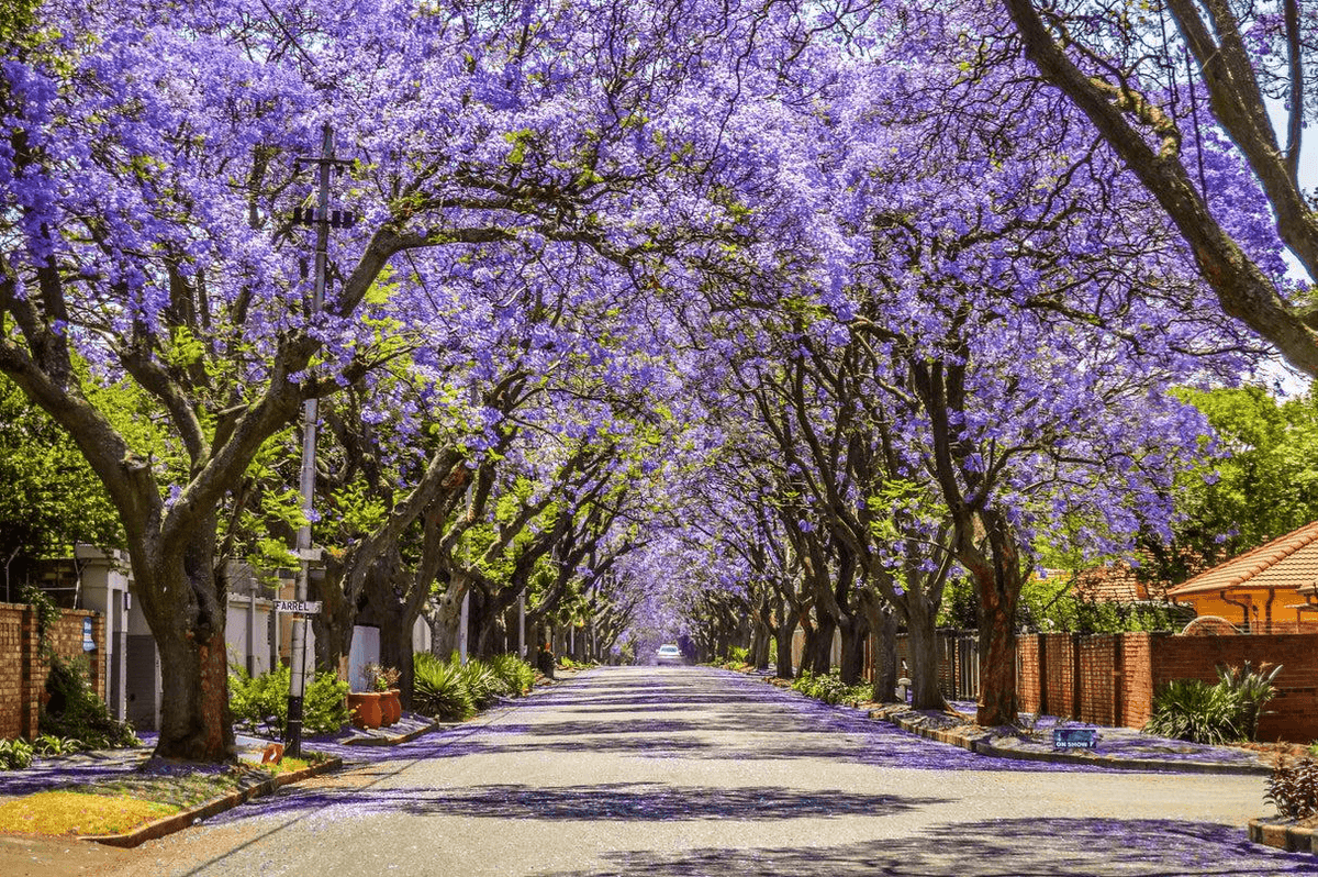 What you need to know about the Jacaranda tree? – Nursery Near Me