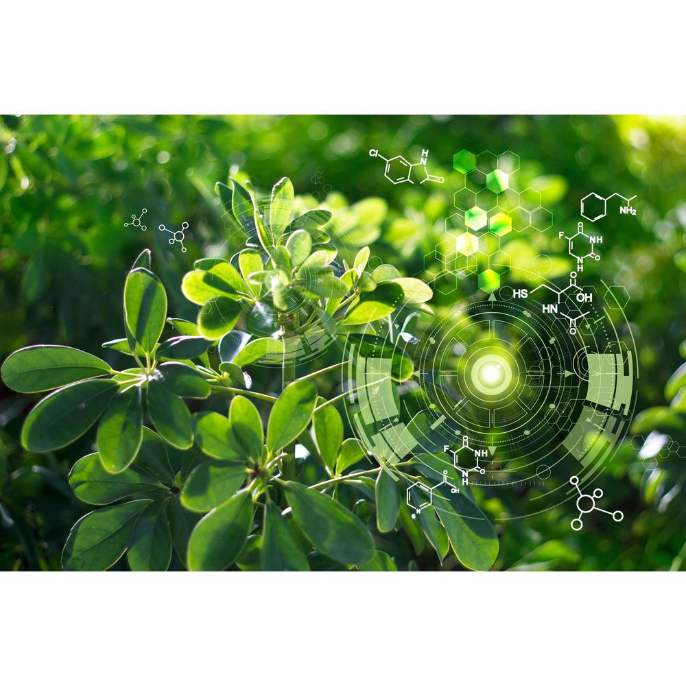 The Science Behind Plant Growth: Unlocking the Secrets – Nursery Near Me