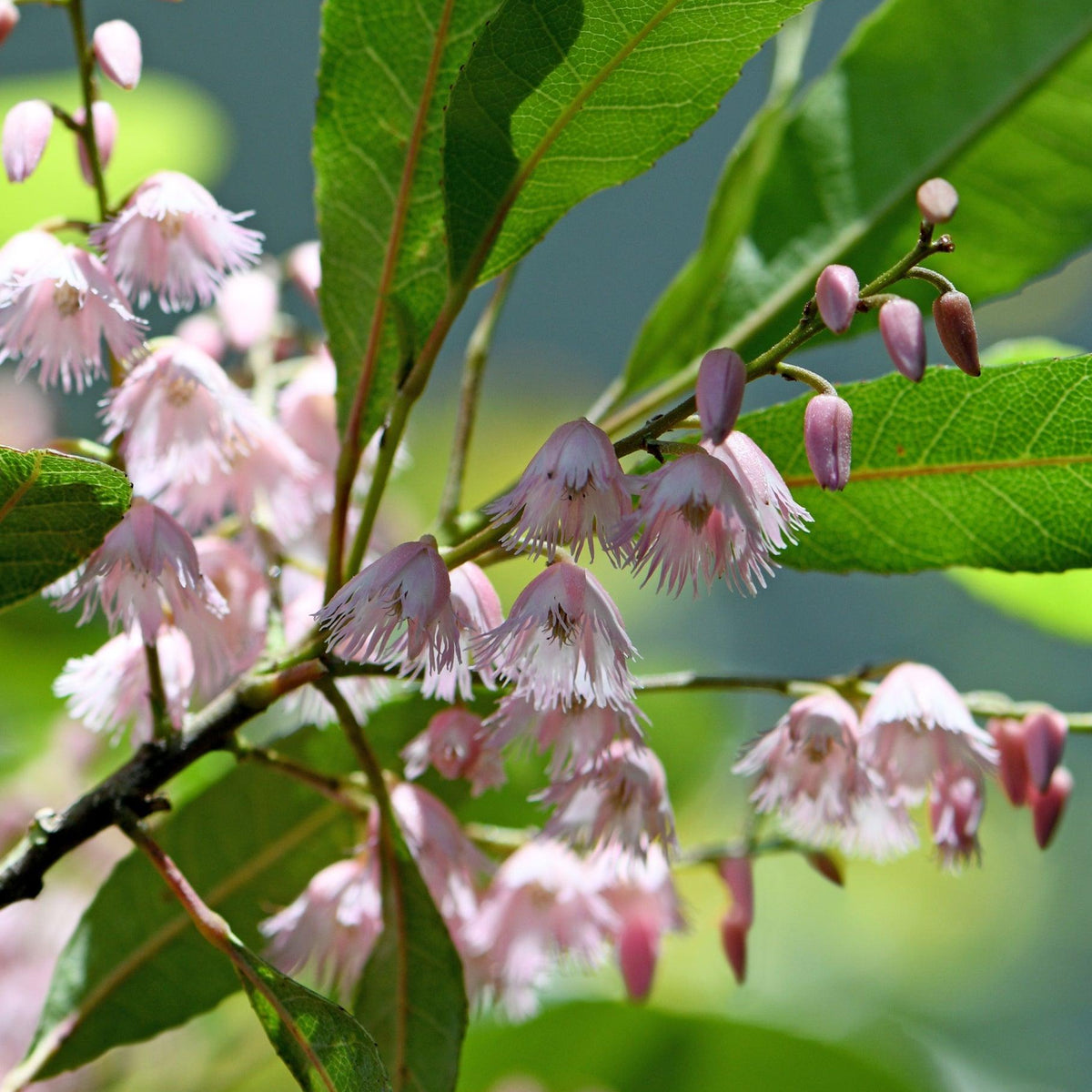 Comprehensive Blueberry Ash Tree Guide for Australian Gardeners ...