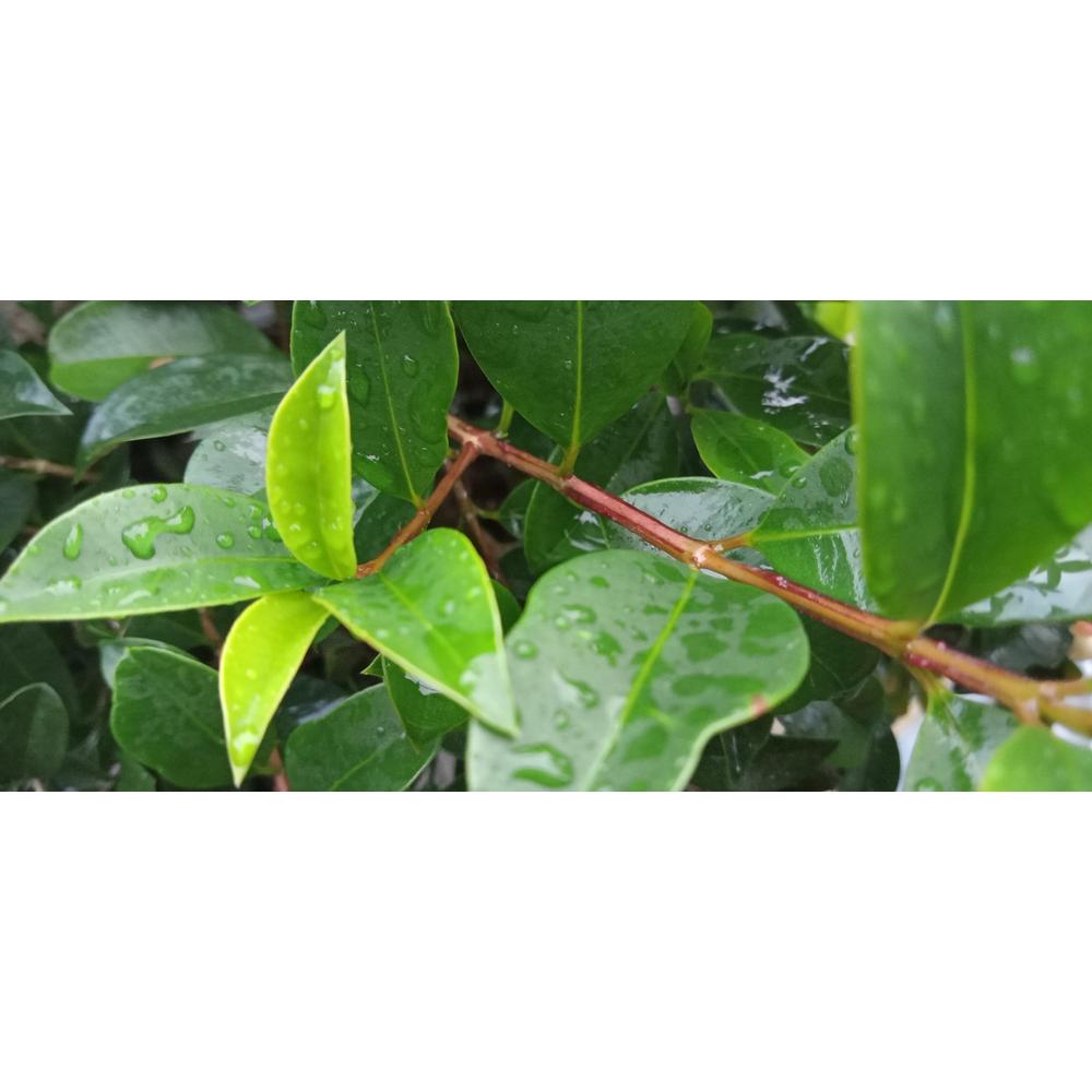 Lilly Pilly Care Guide: Keep Your Plants Thriving – Nursery Near Me