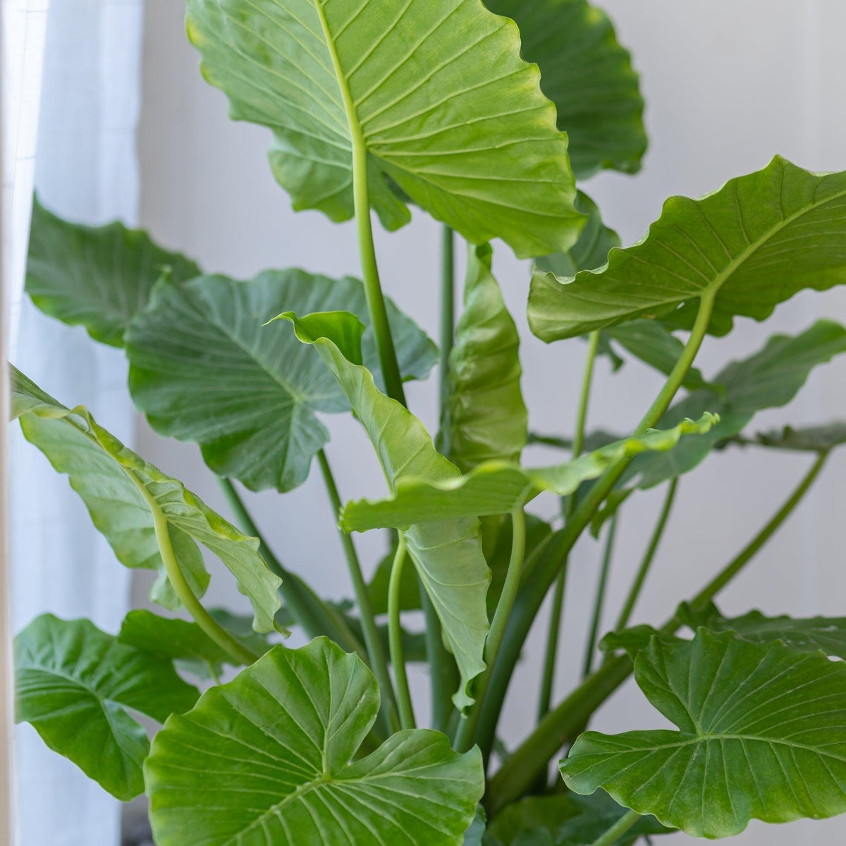 Elephants Ear Care Guide: Tips for Lush Growth – Nursery Near Me