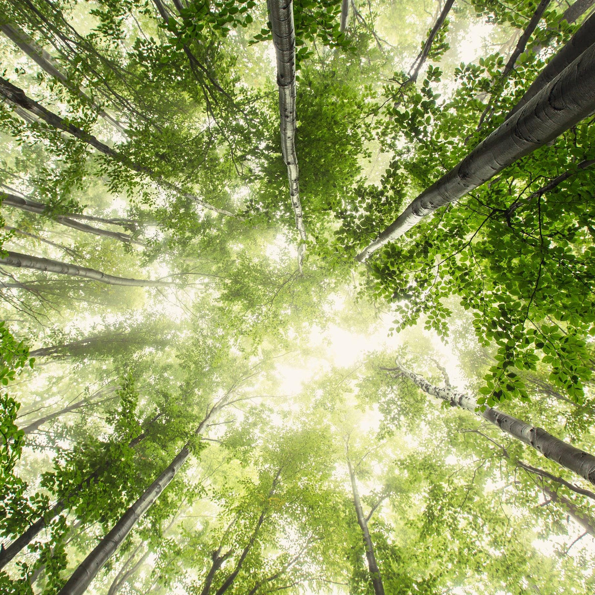 Signs Your Plant Needs More Sun: When to Move – Nursery Near Me