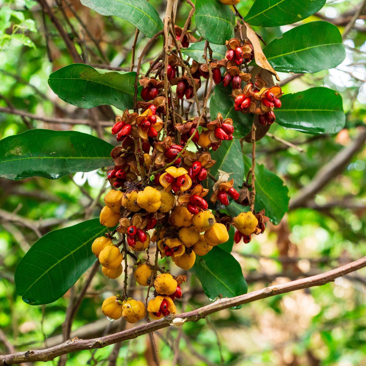 Tuckeroo Tree: Enhancing Landscape Design with Versatility – Nursery ...