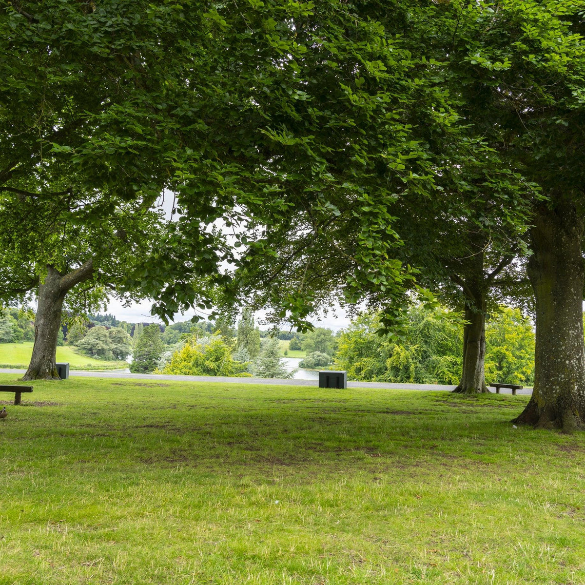 Understanding Tree Maturity: When Is a Tree Considered Mature ...