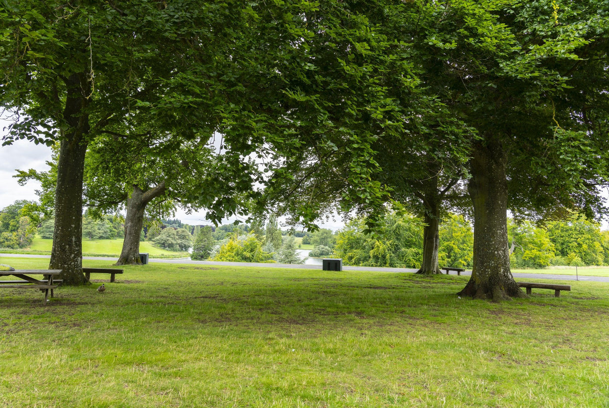 Understanding Tree Maturity: When Is a Tree Considered Mature ...