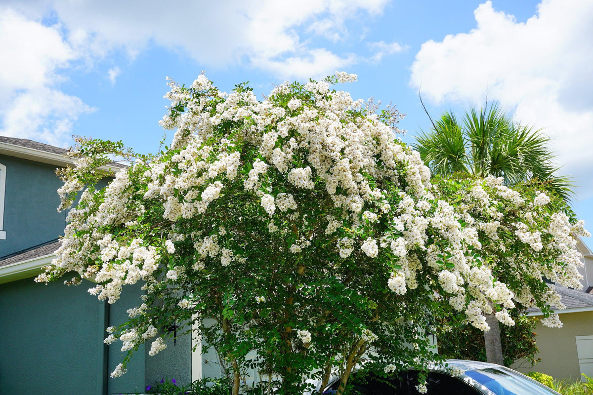 White Crepe Myrtle: A Must-Have for Your Garden – Nursery Near Me