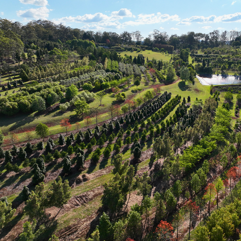 Australia's Best Advanced Trees - Nursery Near Me