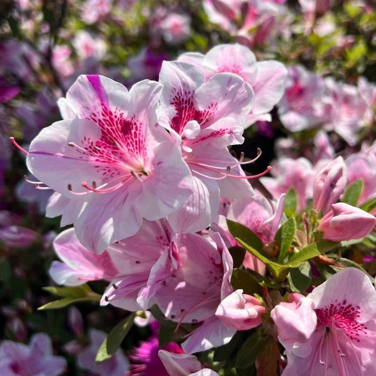 Australia's Best Azaleas - Nursery Near Me