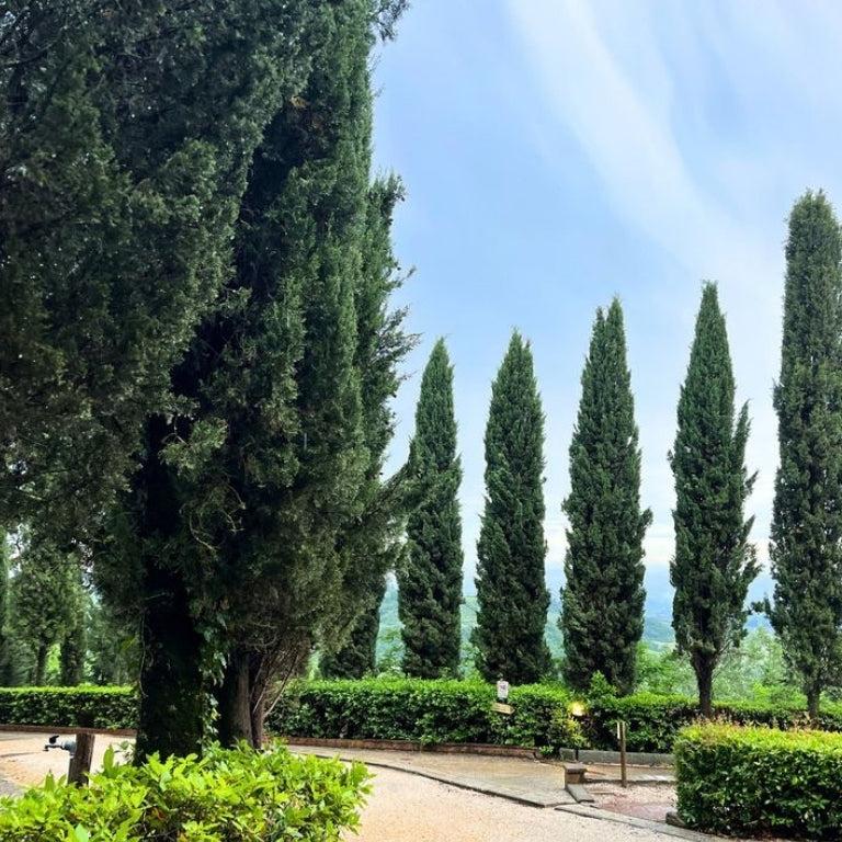 Driveway Trees | Buy Online Australia – Nursery Near Me