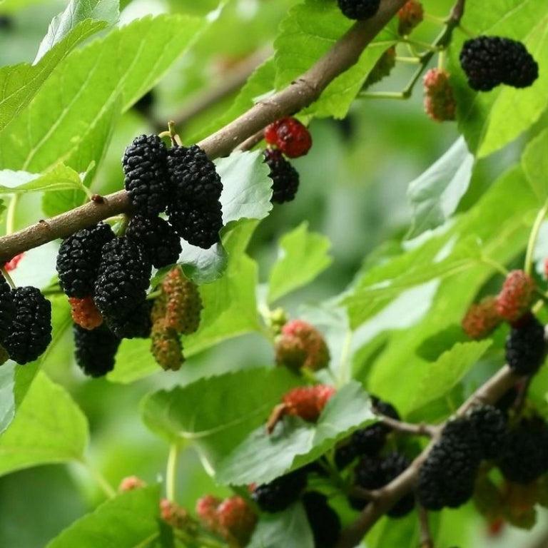 Mulberry Trees | Buy Online Australia – Nursery Near Me