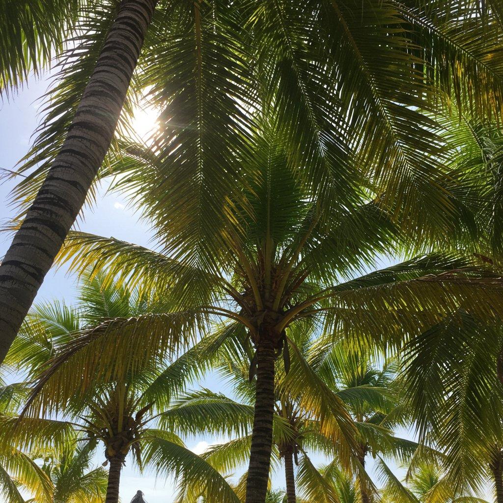 Australia's Best Palms - Nursery Near Me