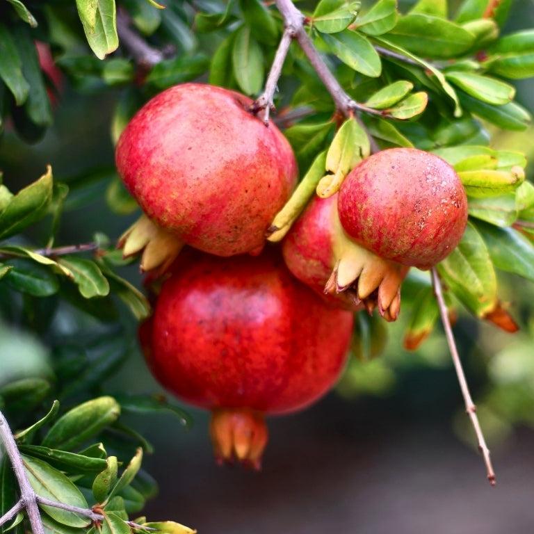 Pomegranate Trees | Buy Online Australia – Nursery Near Me