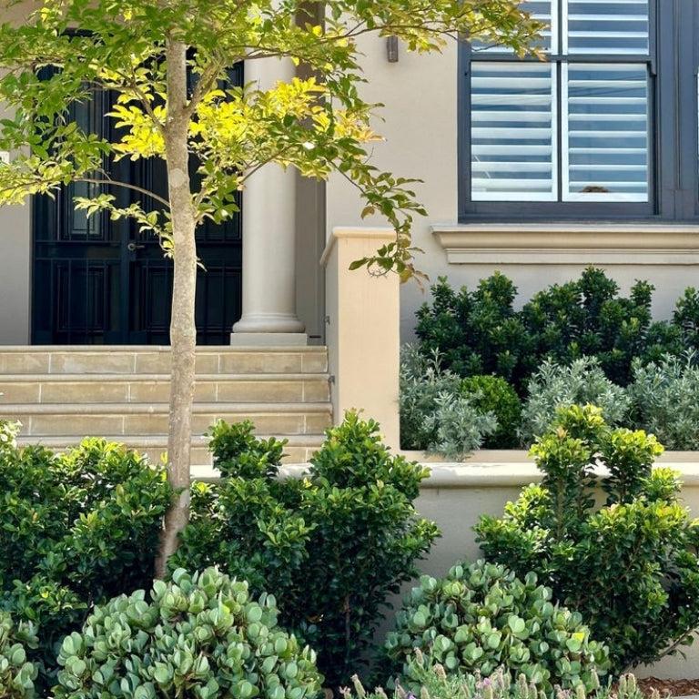 Australia's Best Shrubs - Nursery Near Me – Page 3