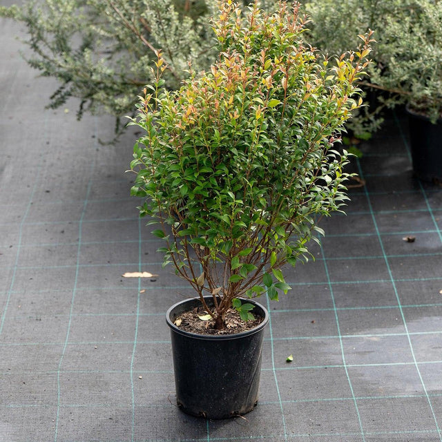 Allyn Magic Lilly Pilly - Syzygium australe 'Allyn Magic' | Buy Online ...