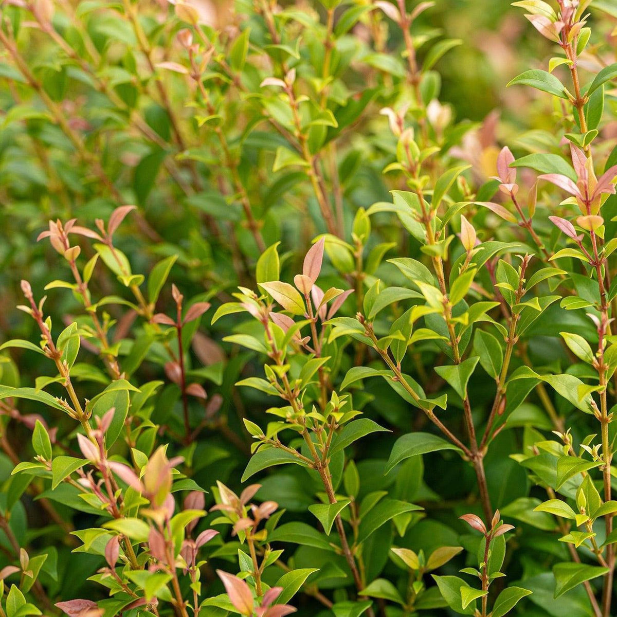 Allyn Magic Lilly Pilly - Syzygium australe 'Allyn Magic' | Buy Online ...