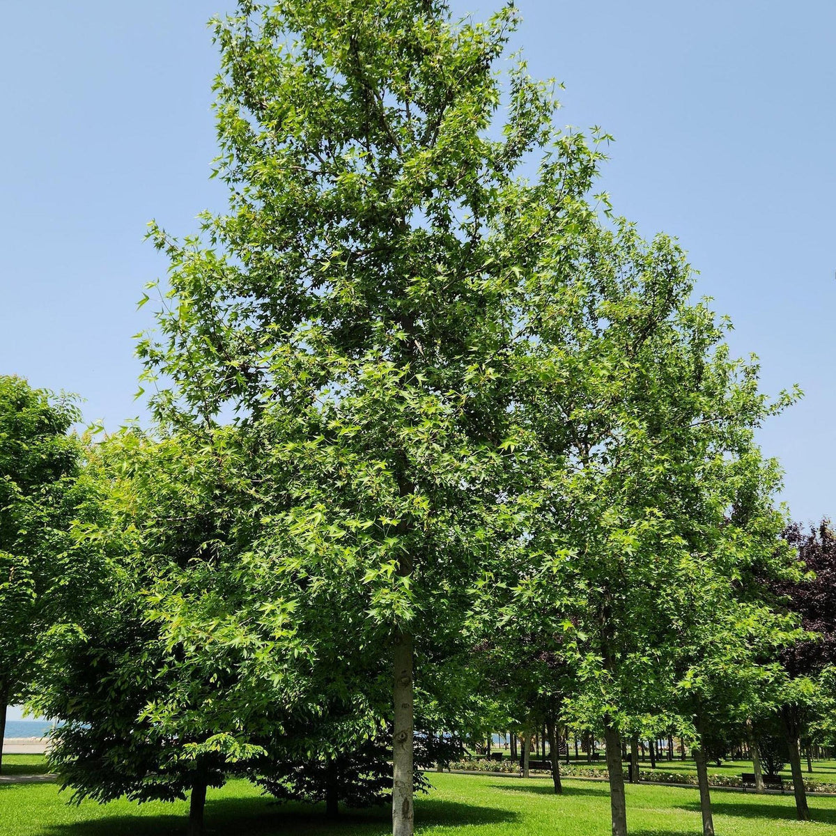 American Sweetgum - Liquidambar styraciflua | Buy Online Australia ...
