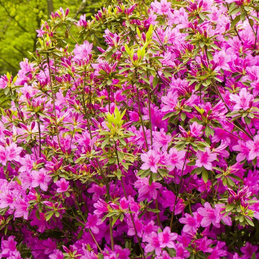 Azalea | Buy Online Australia – Nursery Near Me