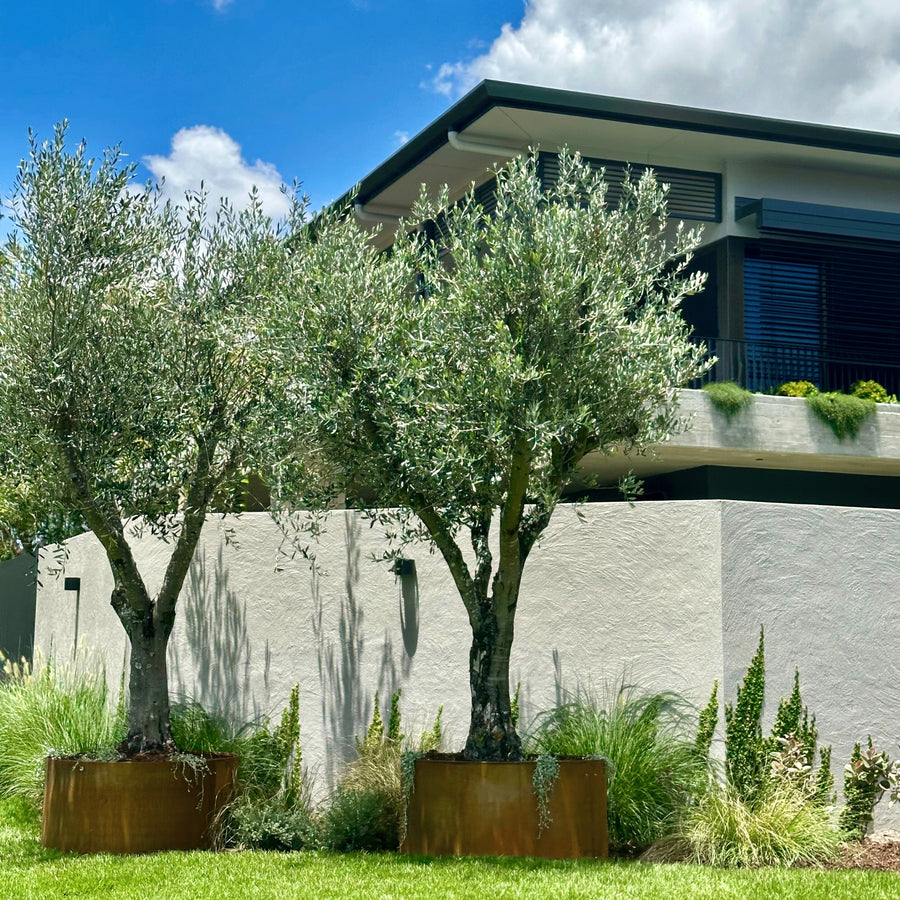 Olive Trees | Buy Online Australia – Nursery Near Me