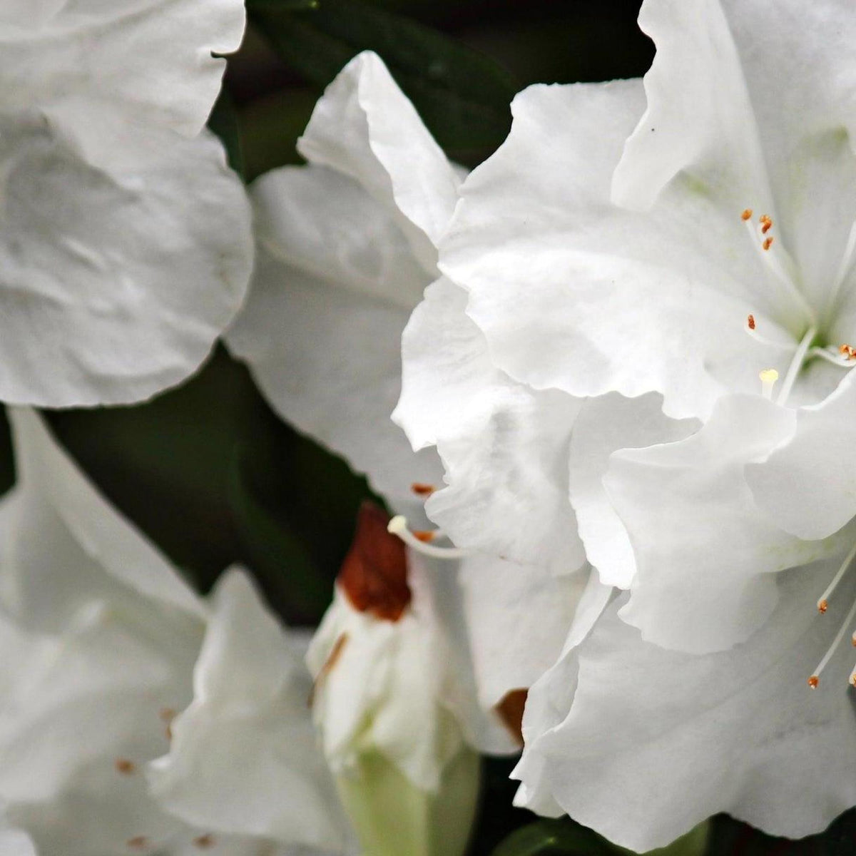 Azalea | Buy Online Australia – Nursery Near Me