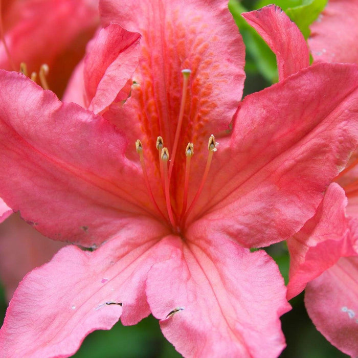 Azalea | Buy Online Australia – Nursery Near Me
