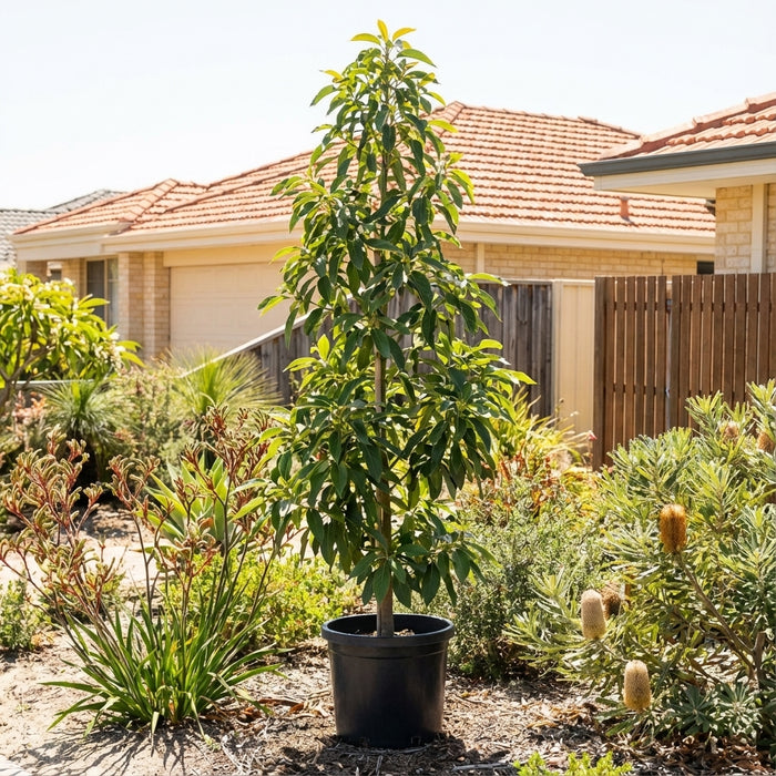 Avocado Trees | Buy Online Australia – Nursery Near Me