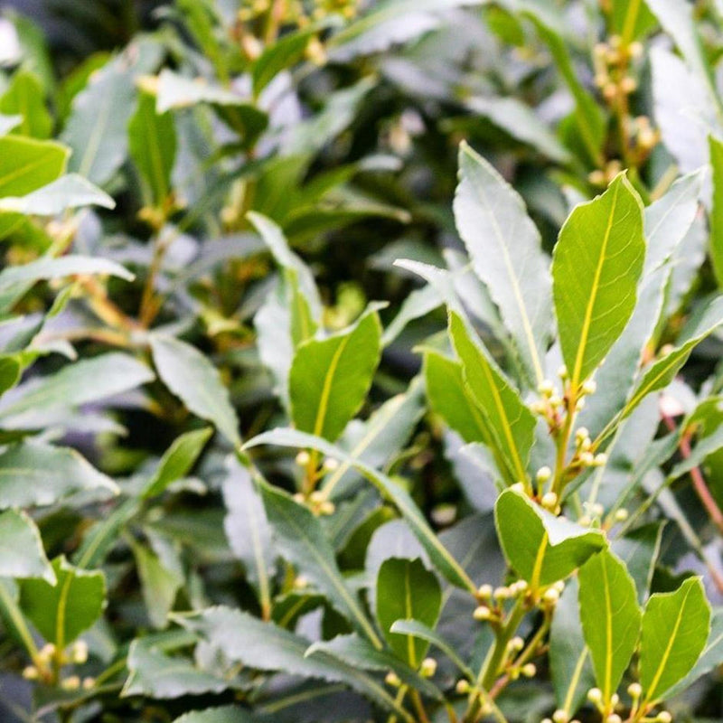 Buy Now! Baby Bay Laurel - Laurus nobilis 'Baby Bay' – Nursery Near Me
