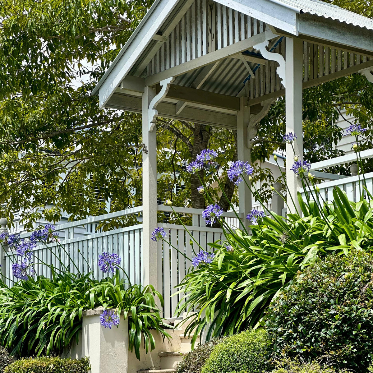 Buy Now! Baby Periwinkle Agapanthus - Agapanthus 'Baby Periwinkle ...