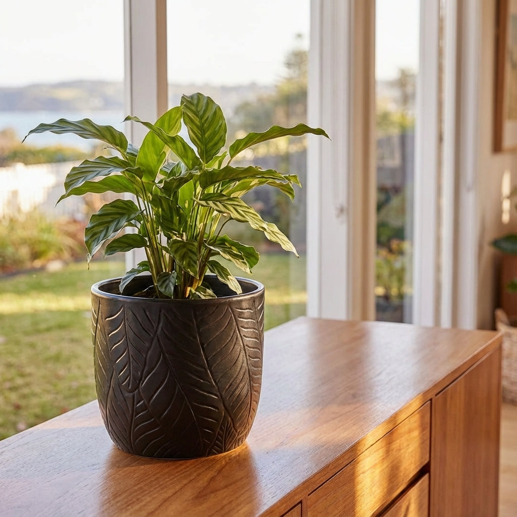 Black Isla Pot - Various sizes available | Buy Online Australia ...