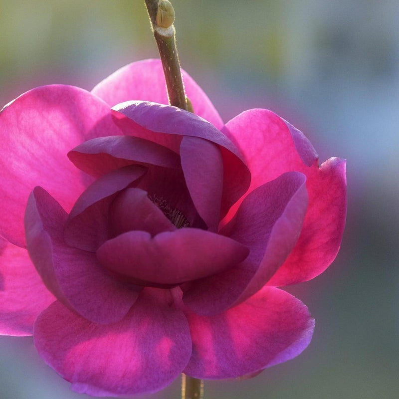 Magnolias | Buy Online Australia – Nursery Near Me