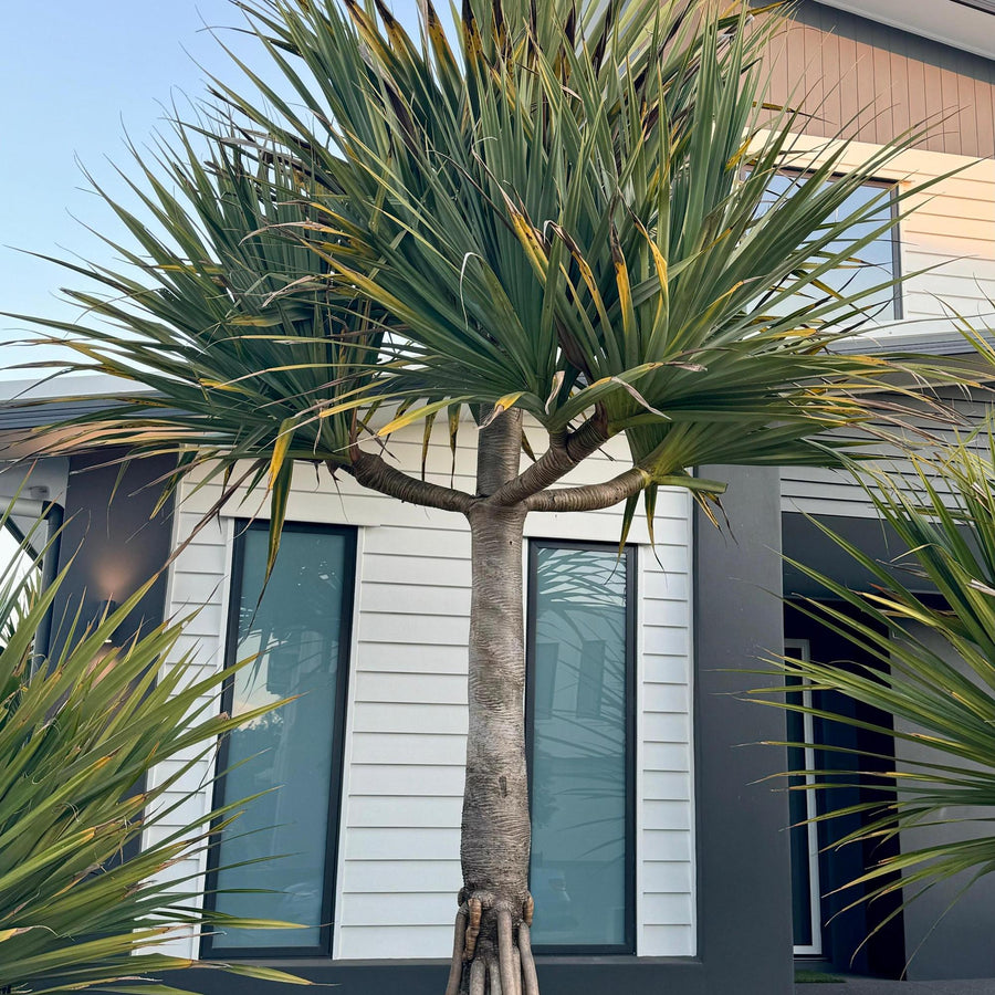 Coastal Screw Pine - Pandanus Pedunculatus | Buy Online Australia ...