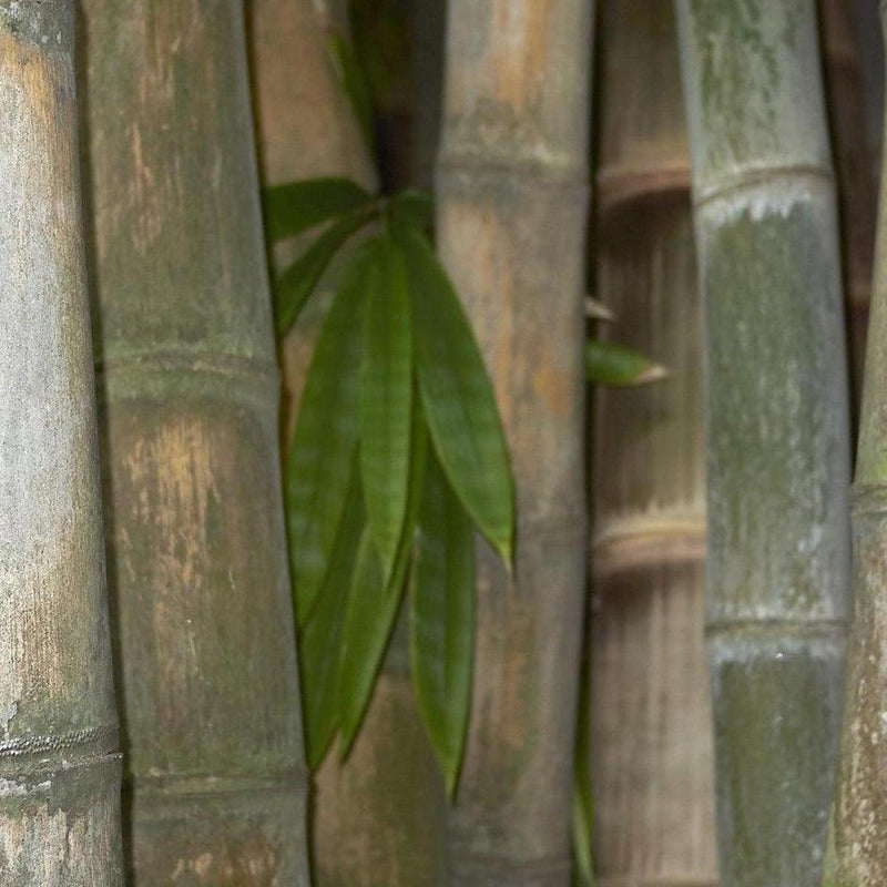 Australia's Best Bamboo - Nursery Near Me