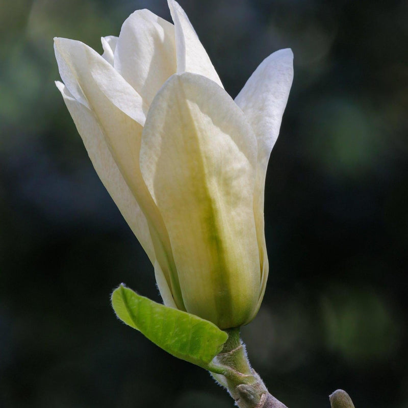 Magnolias | Buy Online Australia – Nursery Near Me