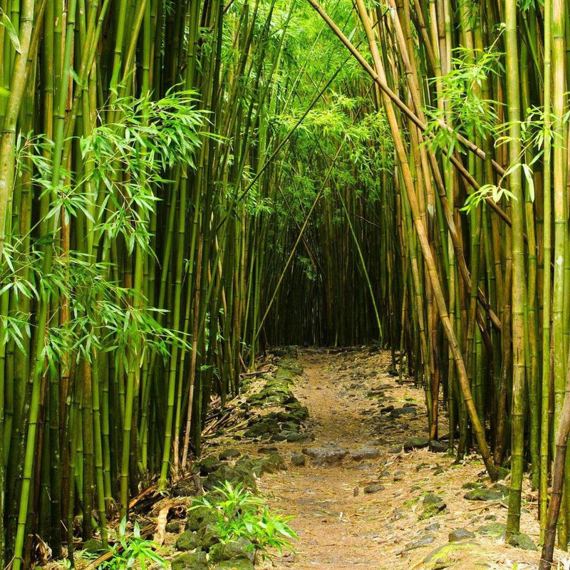 Bamboo for Australian Gardens | Clumping Screening Bamboo – Nursery Near Me