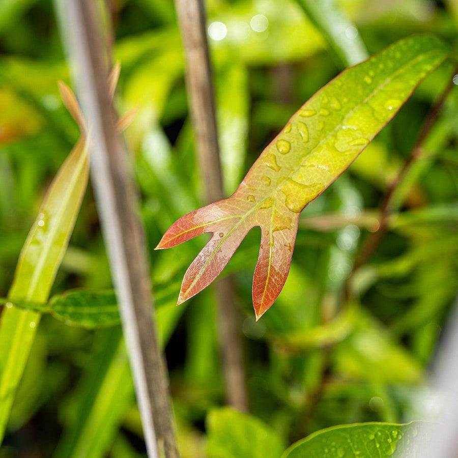 Buy Now! Ivory Curl Tree - Buckinghamia celsissima – Nursery Near Me