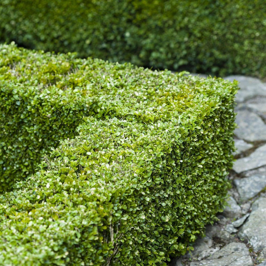 Japanese Box - Buxus microphylla japonica | Buy Online Australia ...