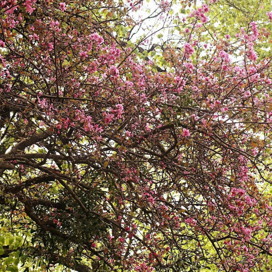 Japanese Flowering Crabapple - Malus floribunda | Buy Online Australia ...