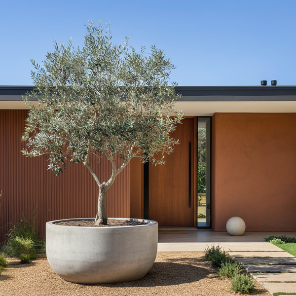 Olive Trees | Buy Online Australia – Nursery Near Me