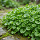 Kidney Weed - Dichondra repens | Buy Online Australia – Nursery Near Me
