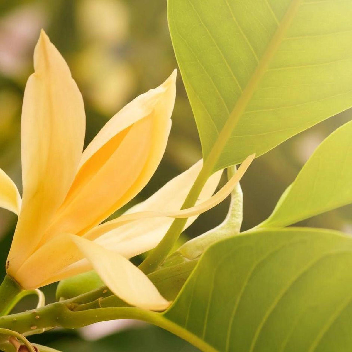 MICHELIA champaca (Golden Champa) - Ex Ground | Buy Online Australia ...