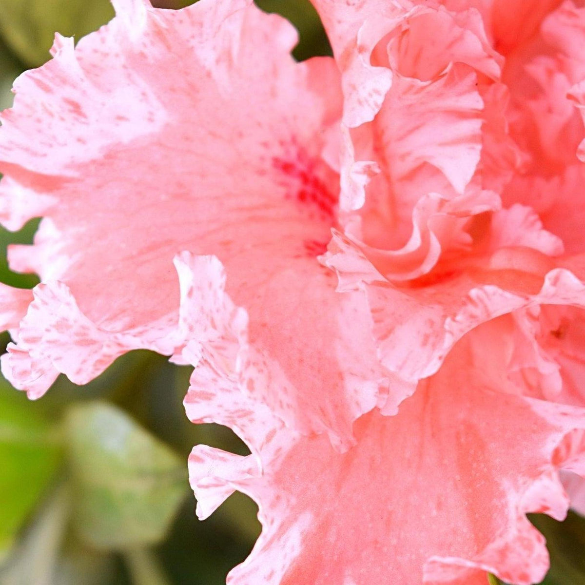 Azalea | Buy Online Australia – Nursery Near Me