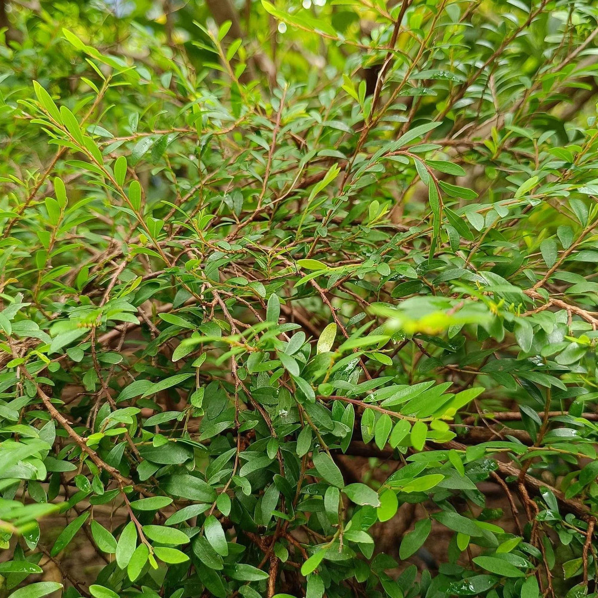 Buy Now! Multiflorous Phyllanthus - Phyllanthus multiflorus – Nursery ...