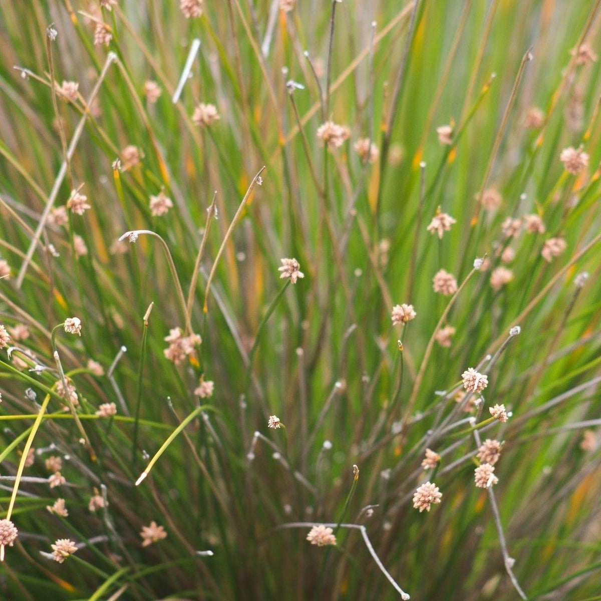 Buy Now! Nobby Club Rush - Ficinia nodosa – Nursery Near Me