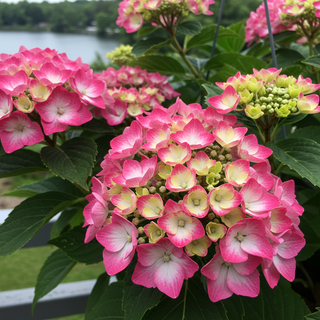 Hydrangeas | Buy Online Australia – Nursery Near Me