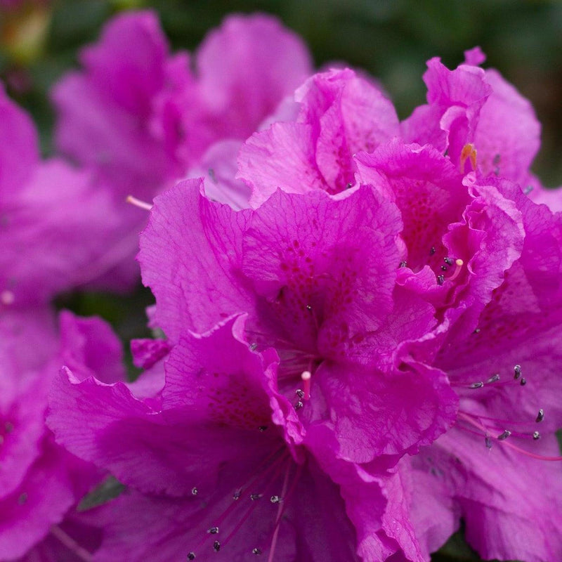 Australia's Best Azaleas - Nursery Near Me