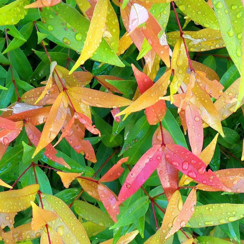 Plum Magic Lilly Pilly - Syzygium australe 'Plum Magic' | Buy Online ...