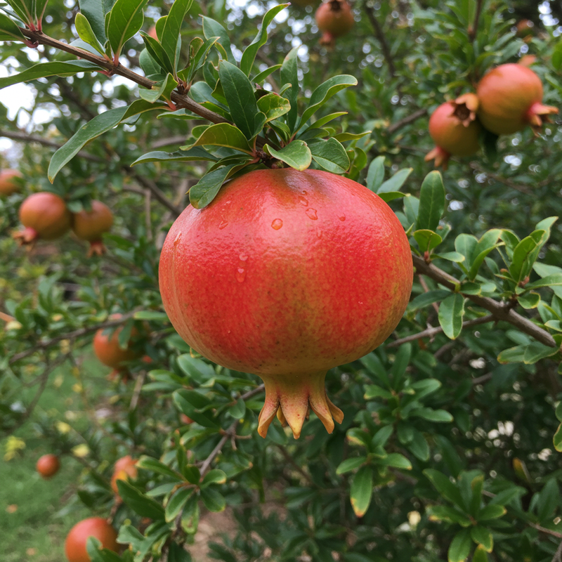 Citrus & Fruit | Buy Online Australia – Nursery Near Me