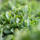 Ripple Jade - Crassula arborescens undulatifolia | Buy Online Australia ...