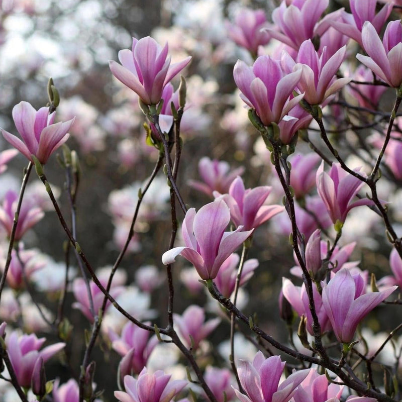 Magnolias | Buy Online Australia – Nursery Near Me