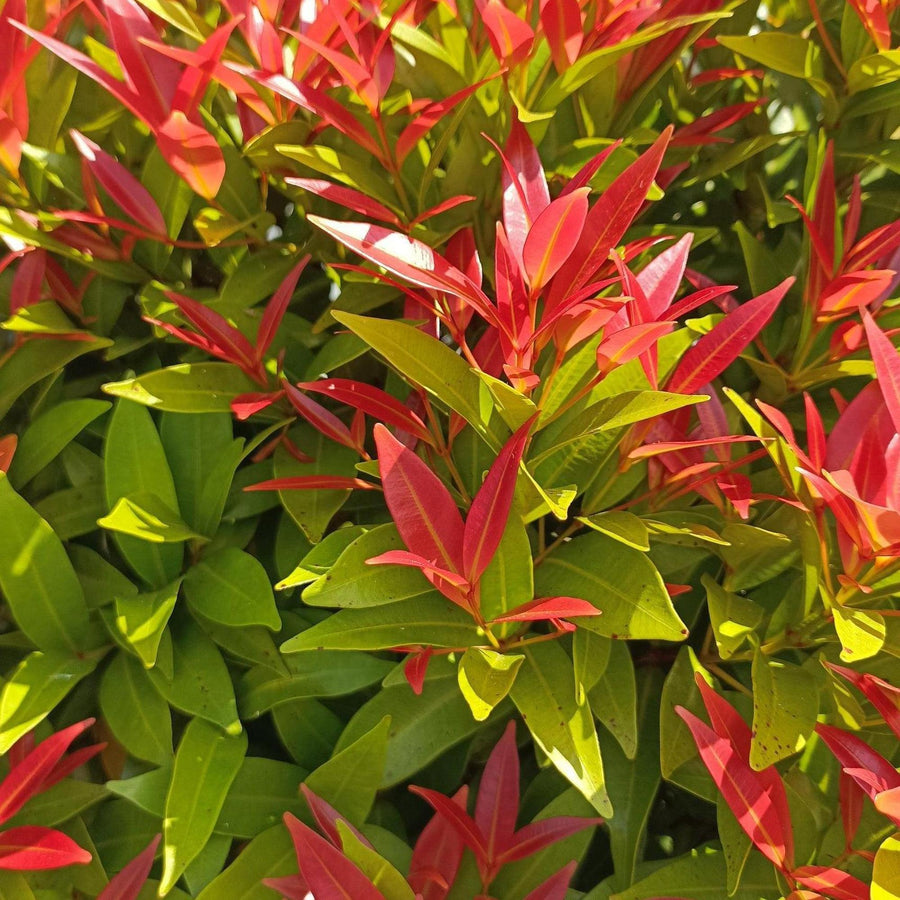 Syzygium's | Buy Online Australia – Nursery Near Me